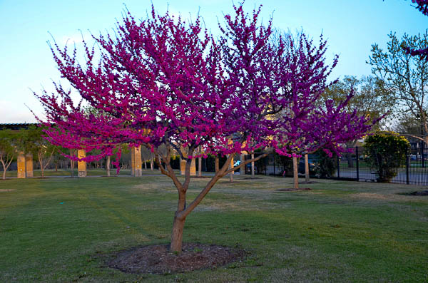 Redbuds and Oklahoma Red Bud - Plant Now! - Lee Ann Torrans