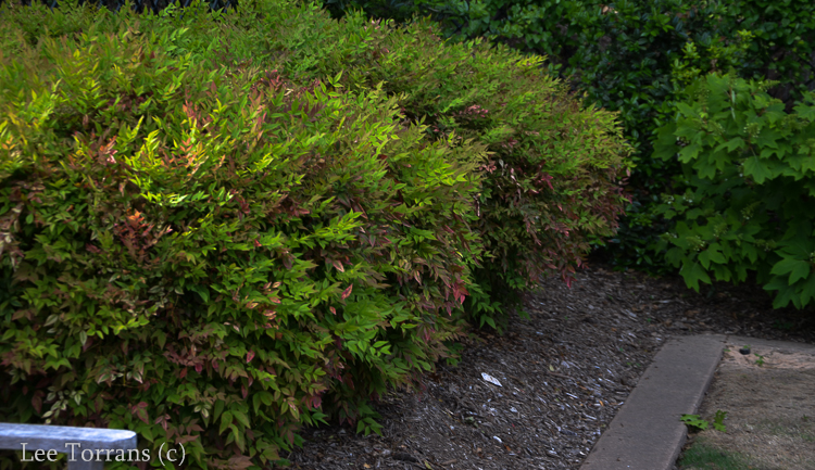 Nandina for Fall Color and Fall Berries! - Lee Ann Torrans