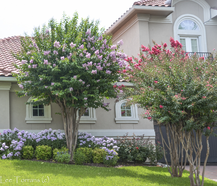 Landscaping Ideas With Crepe Myrtles The Crape Myrtle Company Rare