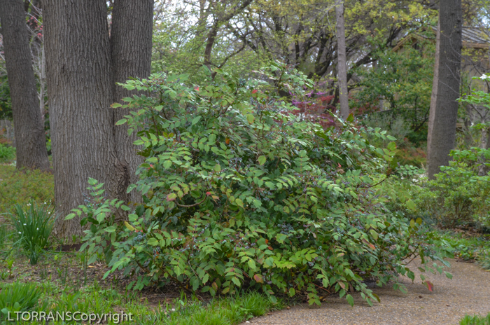 Mahonia, Chapparel, Agrito in Texas - Lee Ann Torrans