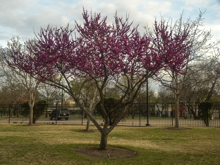 Redbuds and Oklahoma Red Bud - Plant Now! - Lee Ann Torrans