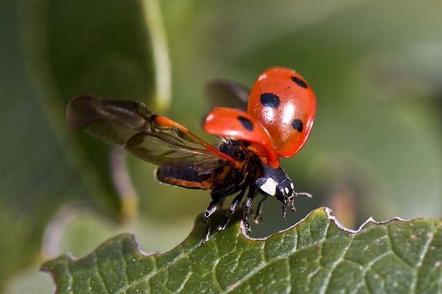 Lady Bugs in Texas Gardening - Lee Ann Torrans