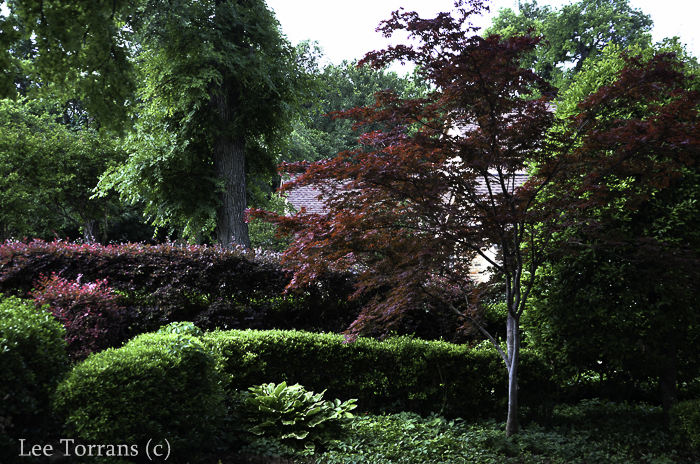 The Dallas Garden Embraces Native Plants - Lee Ann Torrans