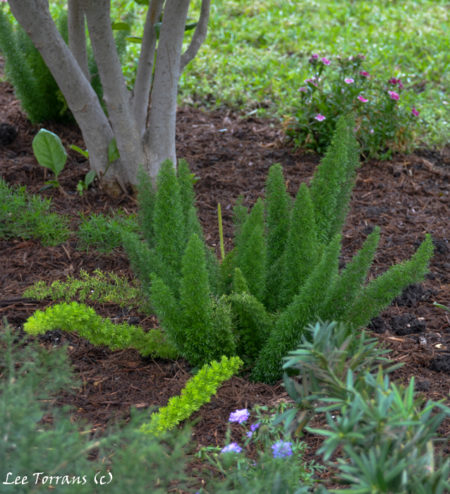 Ferns in Texas - Lee Ann Torrans