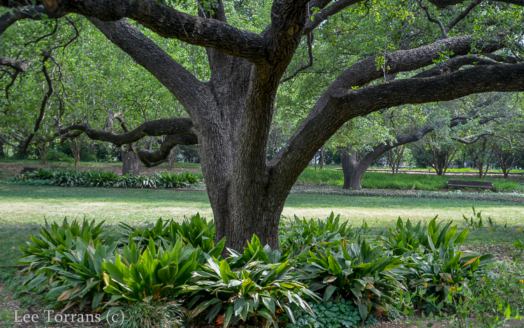 Flowering Trees in Texas an Overview - Lee Ann Torrans