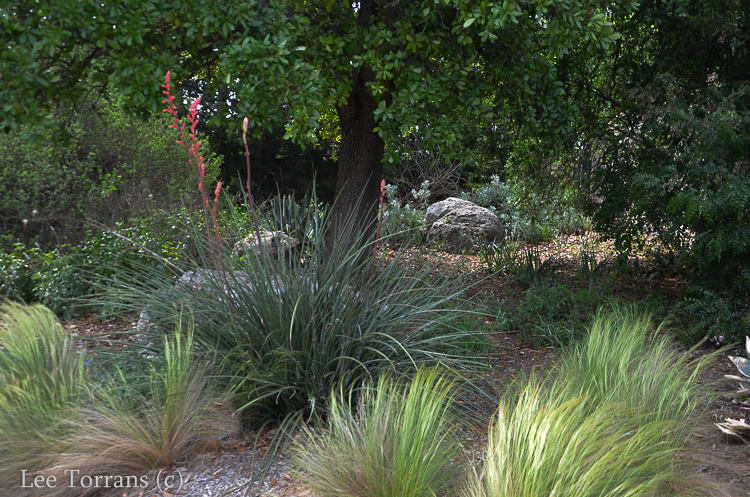 Ornamental Grasses in Texas - Lee Ann Torrans