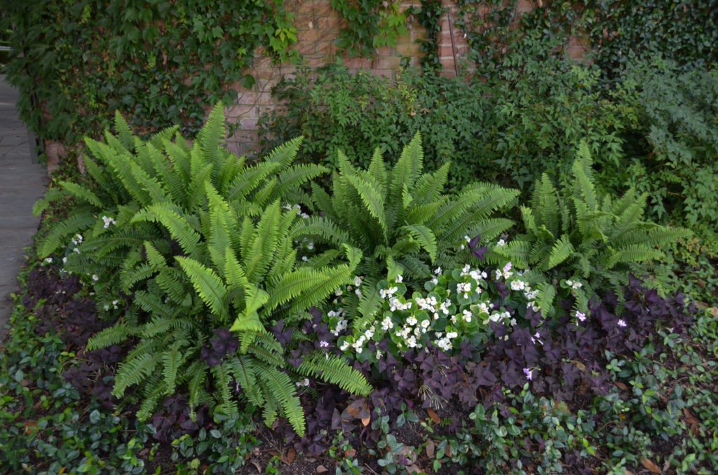 Ferns in Texas - Lee Ann Torrans