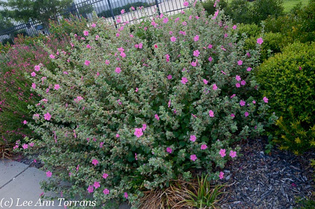 Grandmother's Garden - Lee Ann Torrans