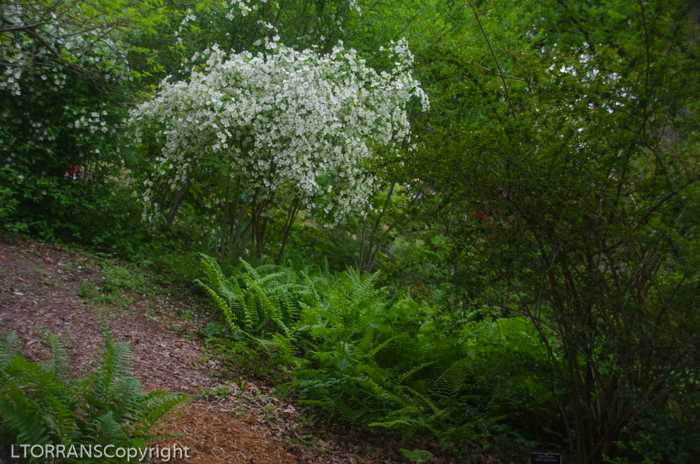 Ferns in Texas - Lee Ann Torrans