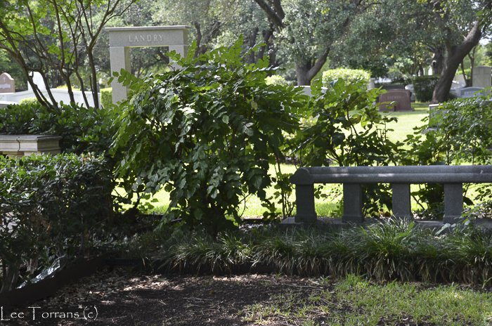 Cemetery Plantings - Lee Ann Torrans