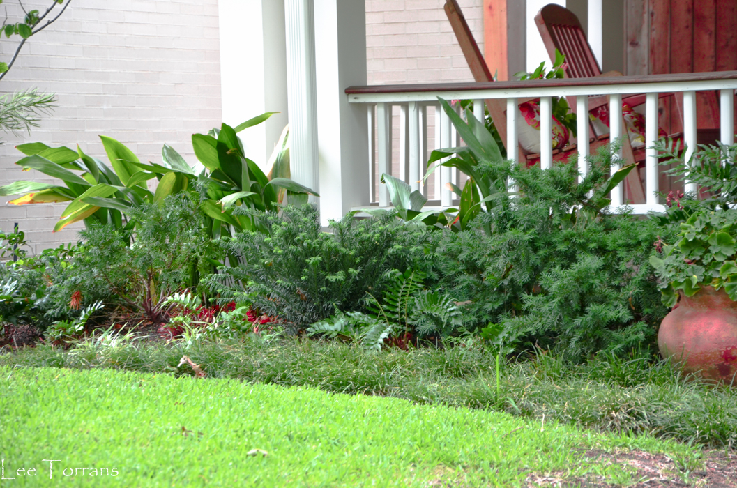 Best Shrubs for Texas – Lee Ann Torrans