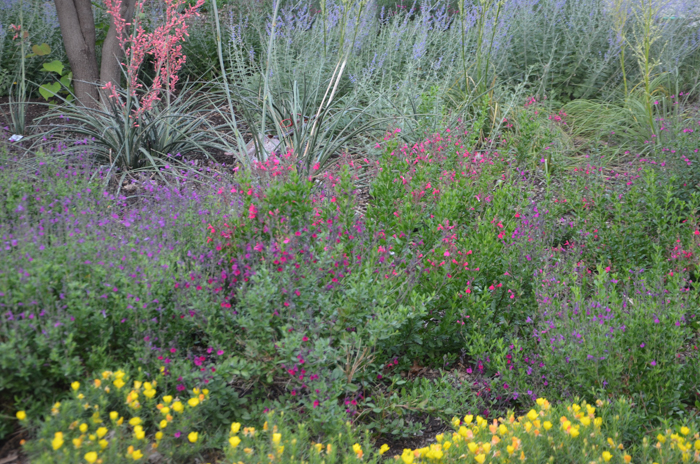 Salvia Greggii - The Workhorse of the Native Plant Garden - Lee Ann Torrans