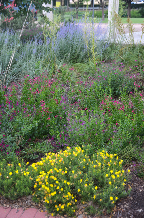 Salvia Greggii – The Workhorse of the Native Plant Garden – Lee Ann Torrans