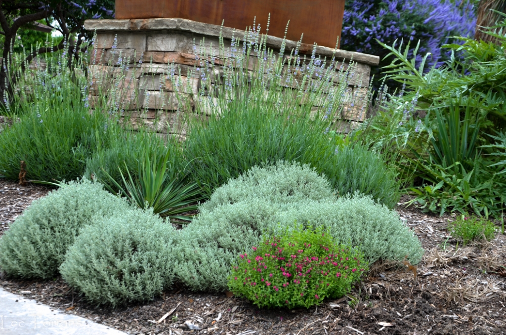 The Dallas Garden Embraces Native Plants – Lee Ann Torrans