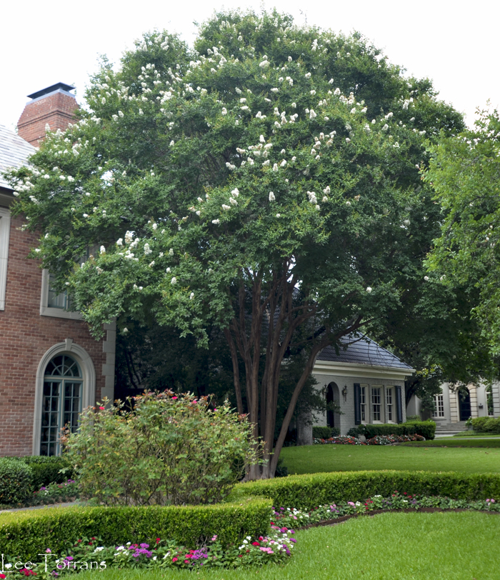Crape Myrtles the Top Performers! - Lee Ann Torrans