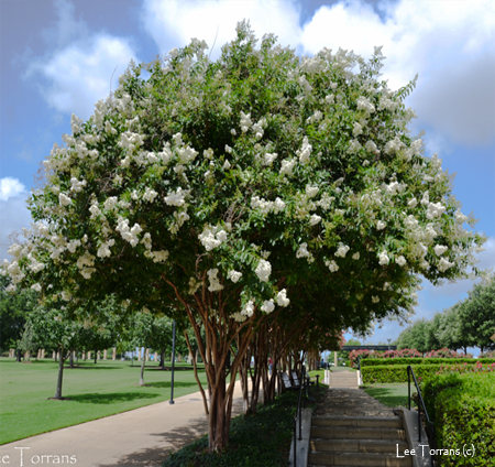 White Crape Myrtles – Lee Ann Torrans