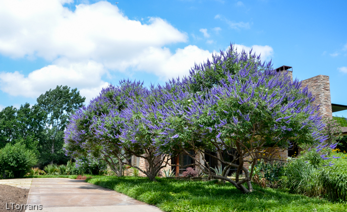 Texas Vitex Tree - Lee Ann Torrans