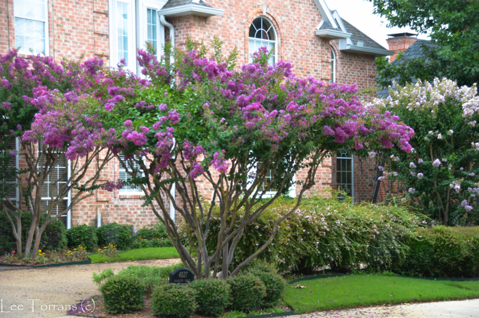 Purple Crape Myrtles - Lee Ann Torrans