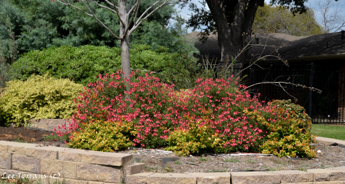 Salvia Greggii - The Workhorse of the Native Plant Garden - Lee Ann Torrans