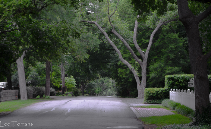 The Dallas Garden Embraces Native Plants - Lee Ann Torrans