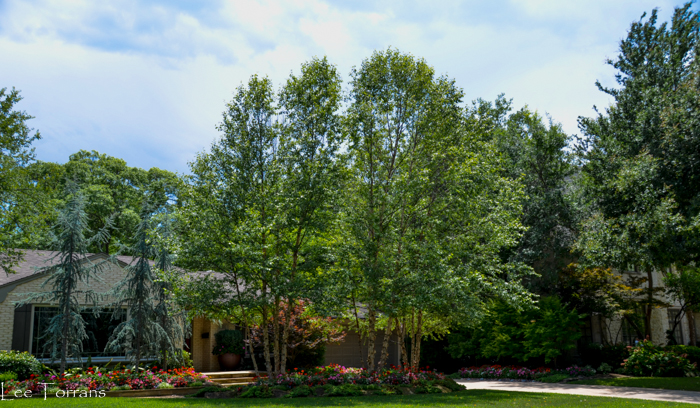 The Dallas Garden Embraces Native Plants - Lee Ann Torrans