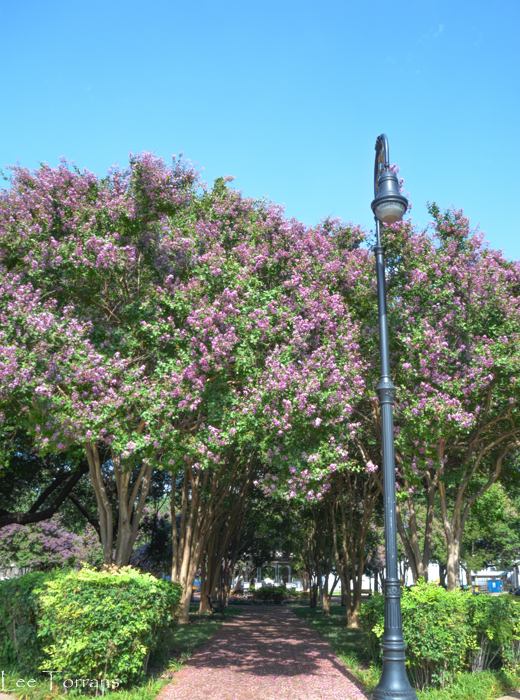 Twilight Large Deep Purple Crape Myrtle - Lee Ann Torrans