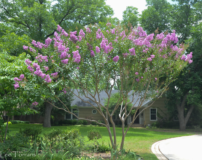 Twilight Large Deep Purple Crape Myrtle - Lee Ann Torrans