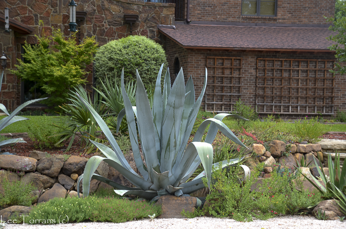 Agave Texas Native Plants - Lee Ann Torrans