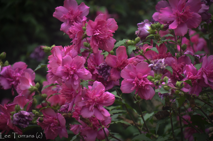 The Poetry Garden at the Dallas Arboretum - Lee Ann Torrans