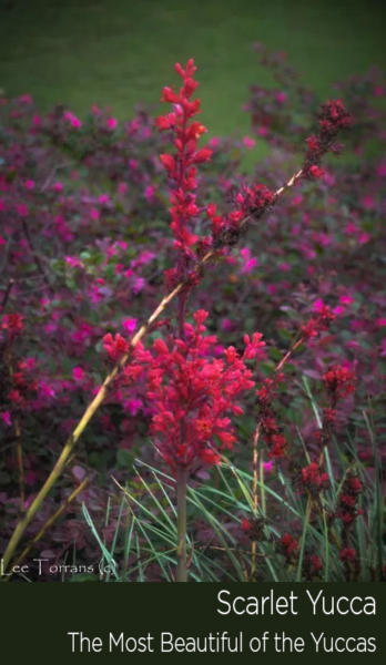 Red Yellow and Scarlet Yuccas - Lee Ann Torrans