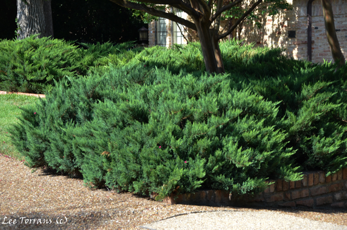 Cedars in Dallas Landscaping - Lee Ann Torrans