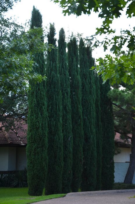 Cedars in Dallas Landscaping - Lee Ann Torrans