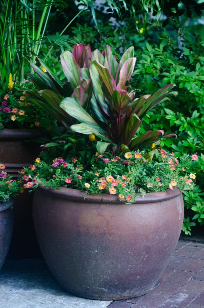 Container Vegetable Gardening In Texas