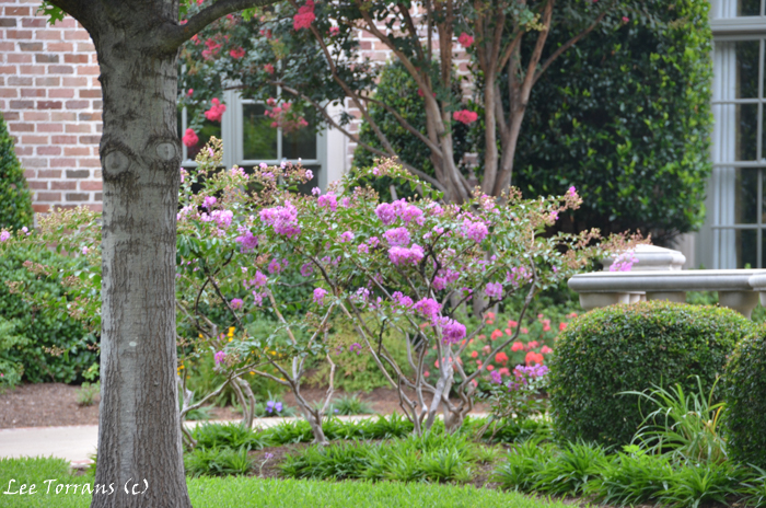 Landscaping Design with Crape Myrtles - Lee Ann Torrans