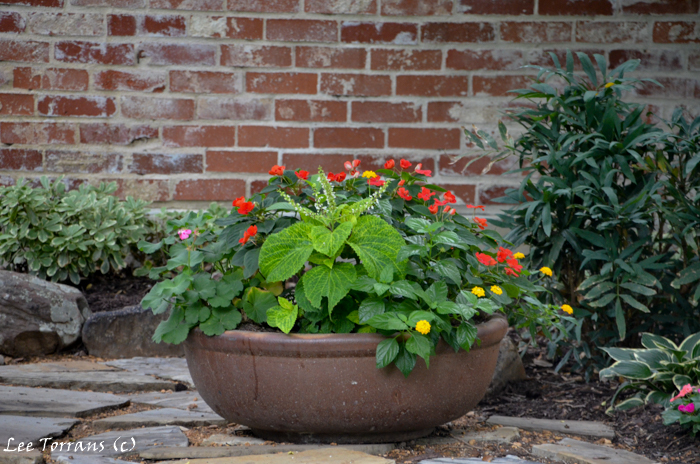 Top Ten Texas Container and Annual Gardening Ideas - Lee Ann Torrans