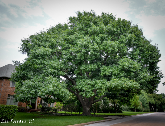 Flowering Trees in Texas an Overview – Lee Ann Torrans