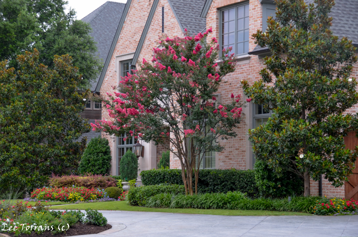 Crape Myrtle Landscaping Designs Red Crape Myrtle Buy Lagerstroemia