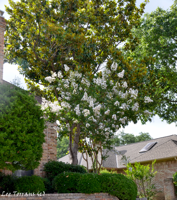 White Crape Myrtles - Lee Ann Torrans