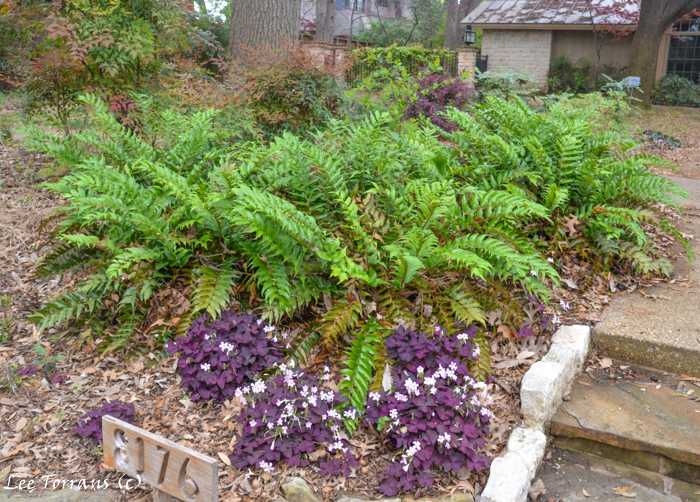 Ferns in Texas - Lee Ann Torrans