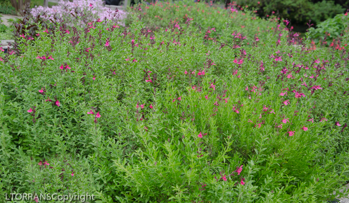 Salvia Greggii - The Workhorse of the Native Plant Garden - Lee Ann Torrans