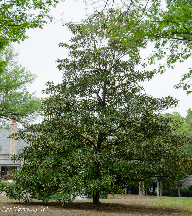 Flowering Trees in Texas an Overview - Lee Ann Torrans