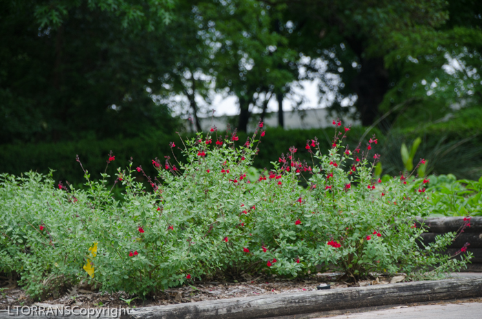 Salvia Greggii - The Workhorse of the Native Plant Garden - Lee Ann Torrans