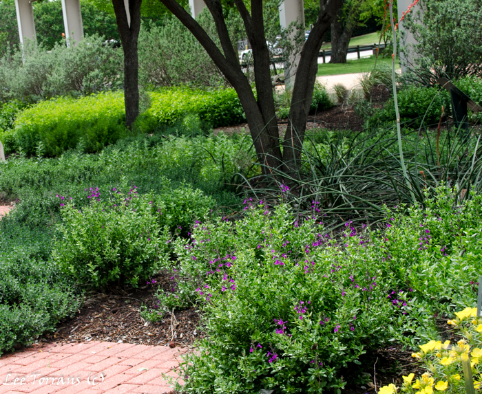 Salvia Greggii - The Workhorse of the Native Plant Garden - Lee Ann Torrans