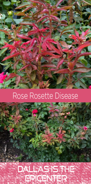 Knock Out Rose Disease - Lee Ann Torrans