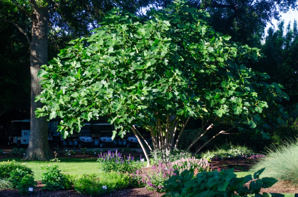 Fig Trees - Lee Ann Torrans